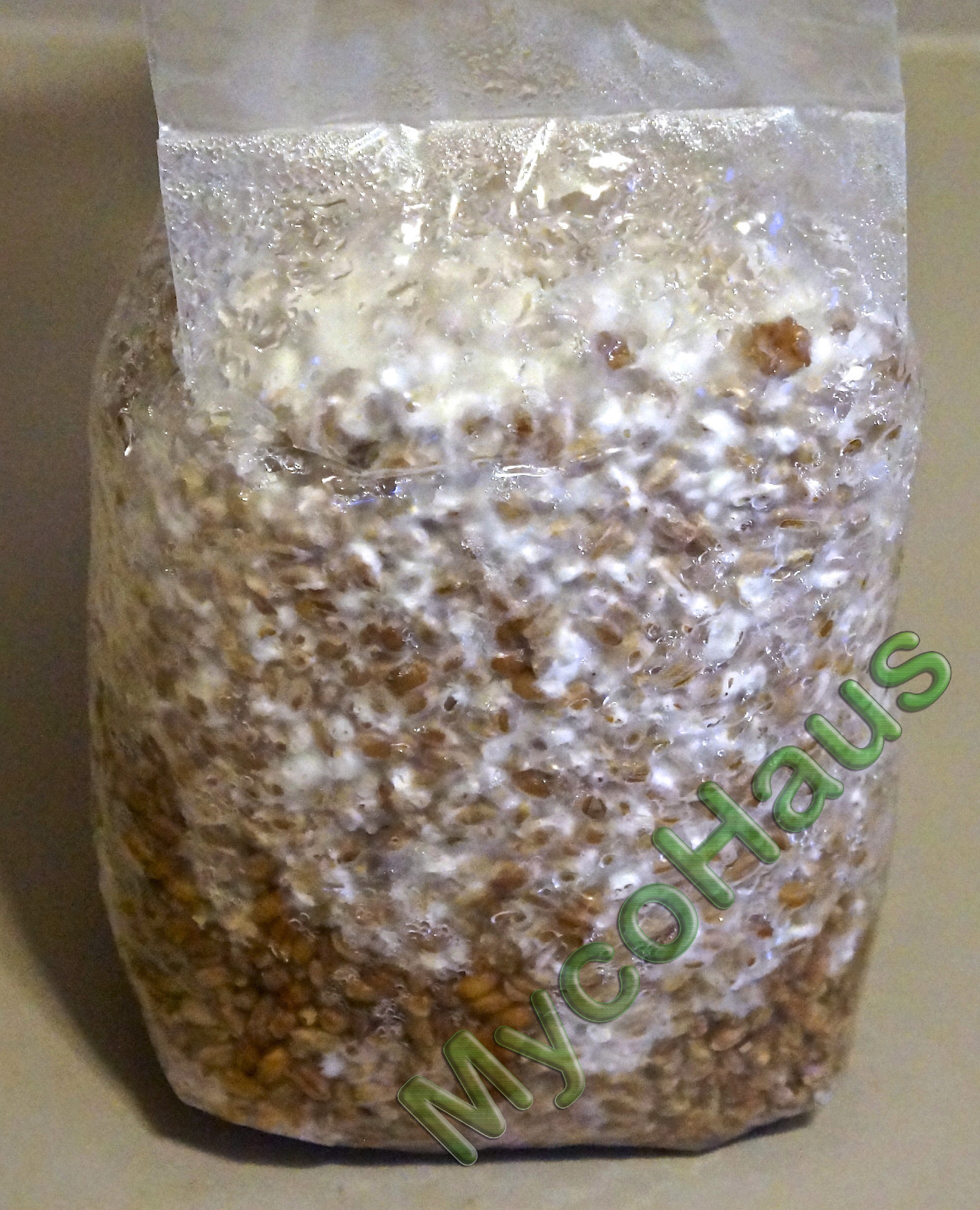 24 pounds sterilized rye grain berries substrate, mushroom spawn grow ...