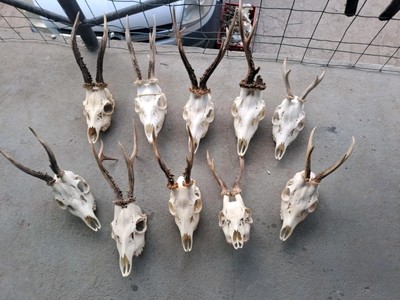 Set - 10 Roe Deer Roebuck Deer Skulls Antlers Deer Skull Anatomy ...