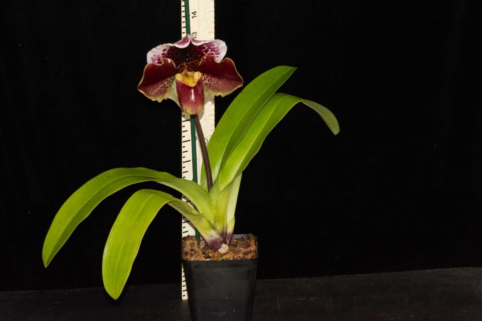 Paphiopedilum (Marble Christmas x Hagrid) #2, in flower | eBay