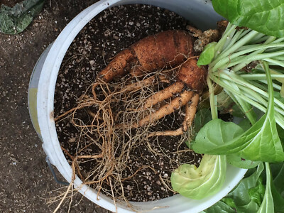 Mandrake Root Oil (Genuine) Mandragora Officinarum Leaf & Root Infused ...