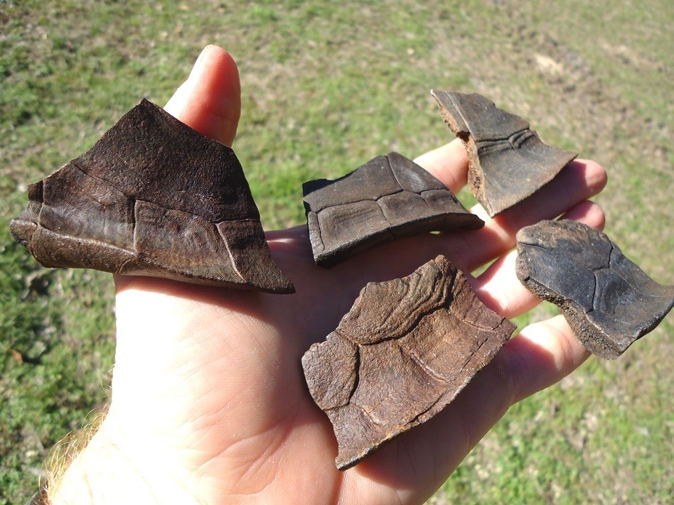 5 BOX TURTLE SHELL PIECES FLORIDA FOSSILS ICE AGE EXTINCT TORTOISE ...