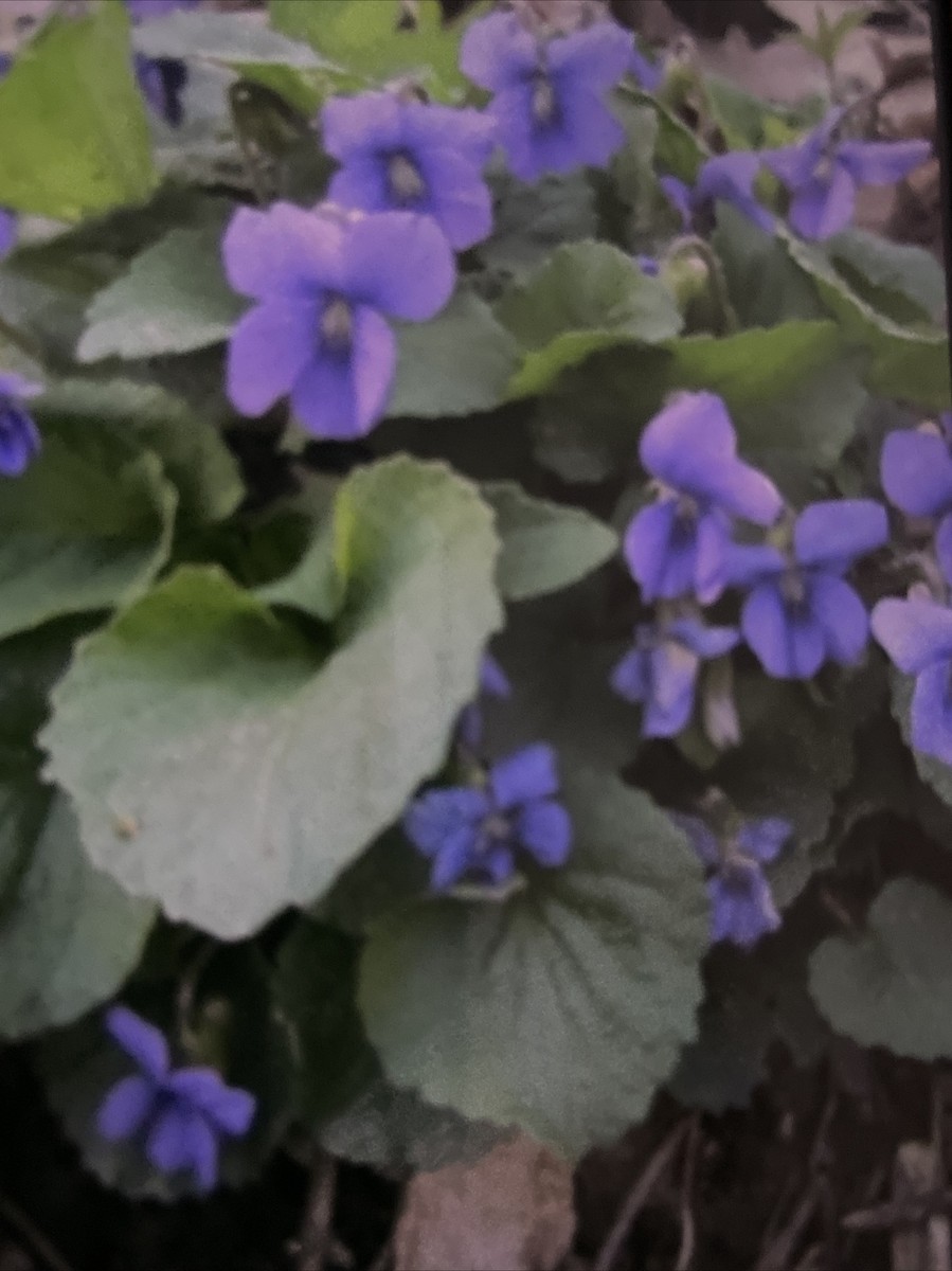 Wild Blue Violets