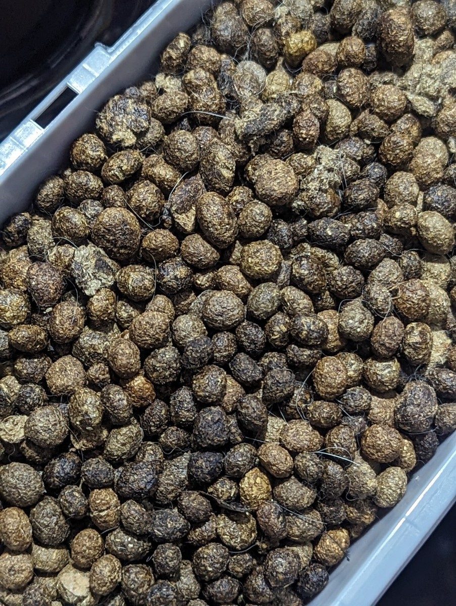 Bunny Poo Fact Friday: Rabbit Poo!