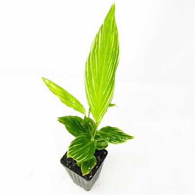 Pinstripe Ginger Variegated - Alpinia formosana - Live Plant | eBay