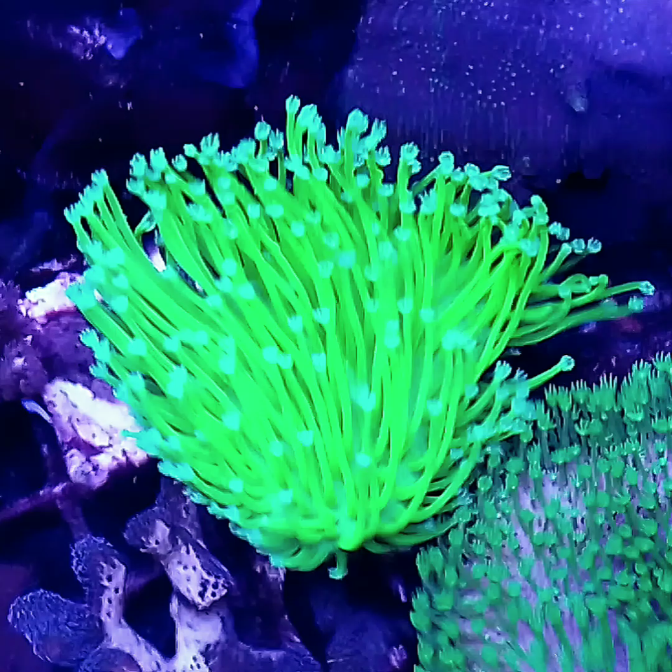 Deep Water Japanese Toadstool Soft coral Leather coral frag on a plug ...