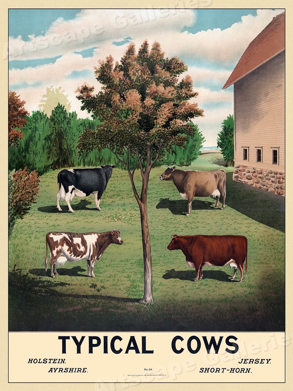 1904 "Typical Cows" Vintage Style Classic Cow Identification Poster ...