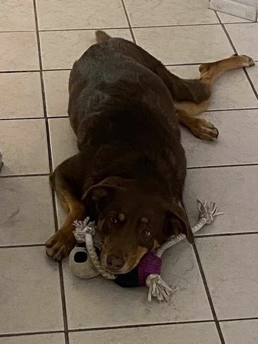 Barkbox Barry Bones Rope Skeleton Dog Squeaker Toy Med-large 20 Lbs for ...