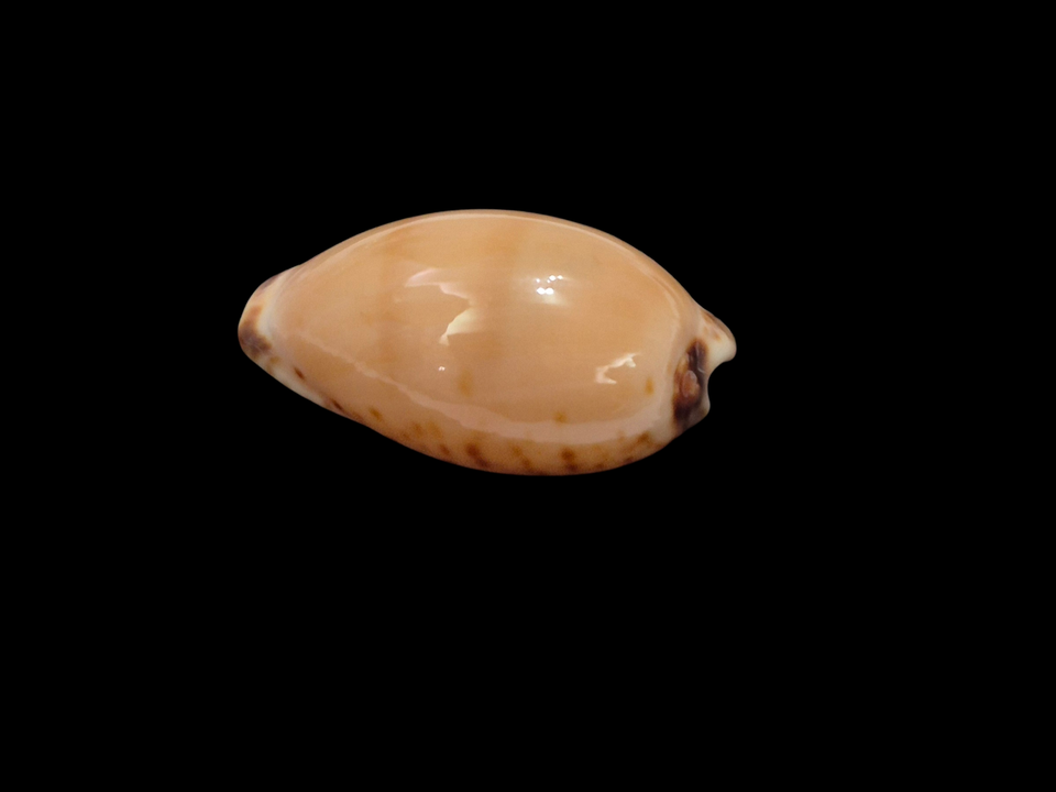 Conchiglia Shell CYPRAEA COMPTONII SW Australia 23,0 mm # (871) | eBay UK