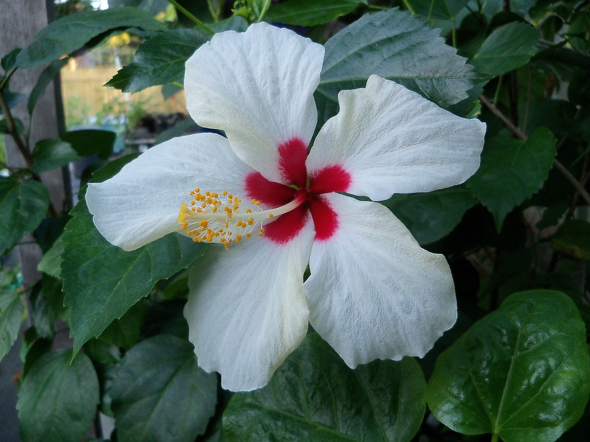 Hibiscus Flower Images Free | Best Flower Site