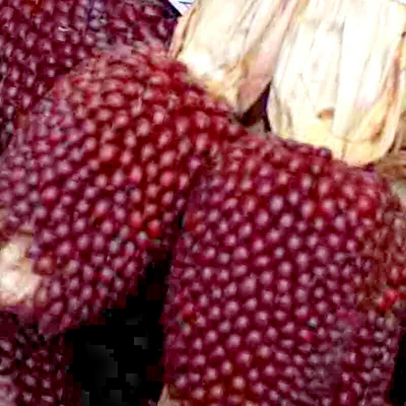100+ STRAWBERRY RARE RUBY CORN SEEDS RED HEIRLOOM NON-GMO POPCORN FREE ...
