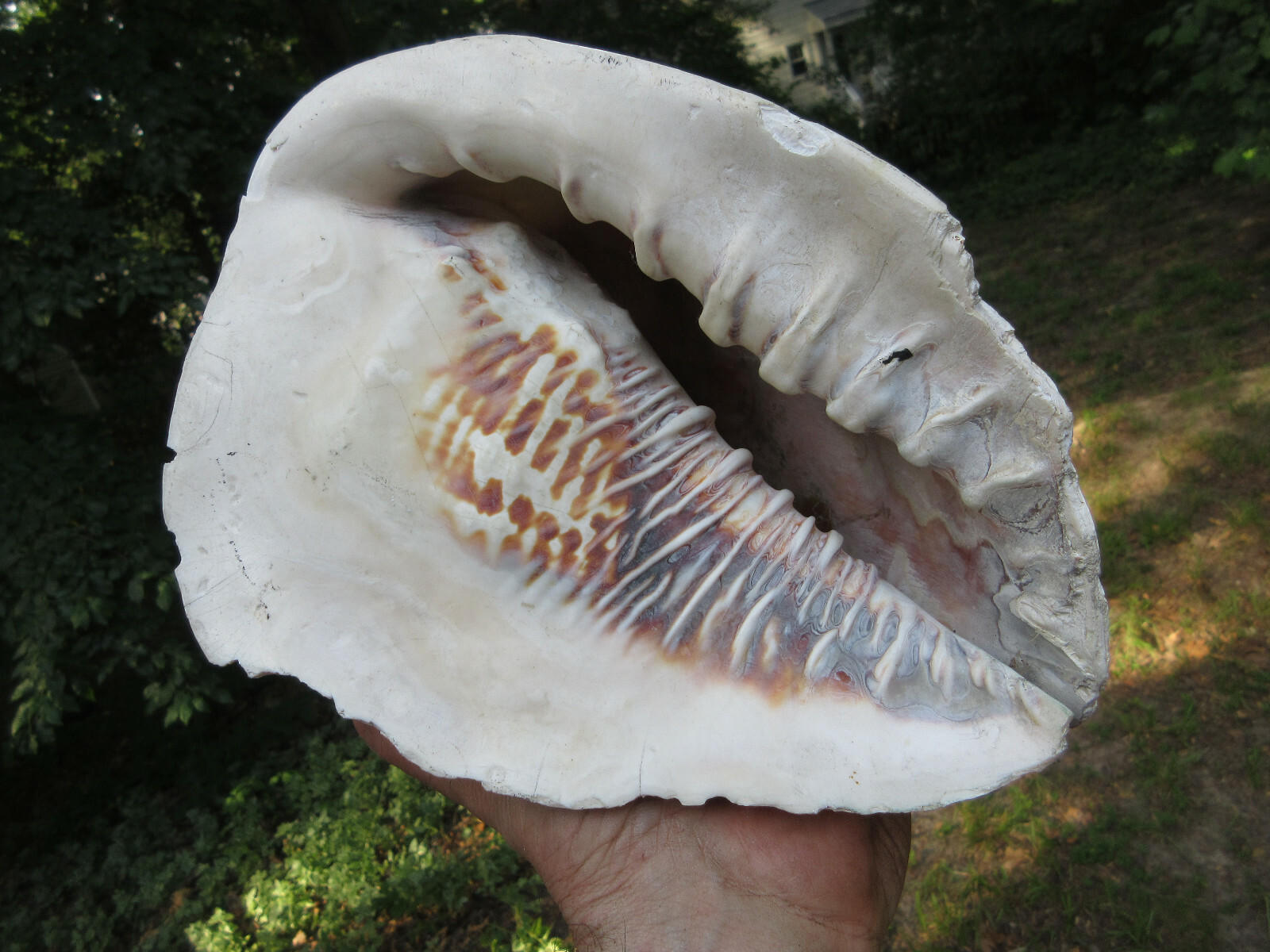 GIANT Cassidae Cassis Madagascariensis Spinella 9.25" 235mm Sea Shell ...