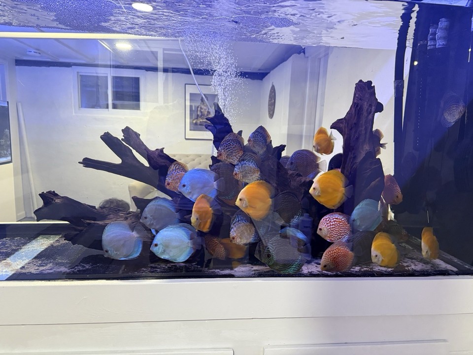8x 6+” Inch Blue Diamond Discus Fish (Over Night Shipment) | eBay