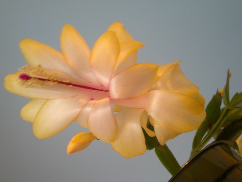 Chick - Thanksgiving/Christmas Cactus Schlumbergera | eBay