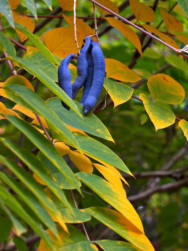 Blue Sausage Fruit, Decaisnea fargesii, Shrub Seeds (Fast, Fall Color ...