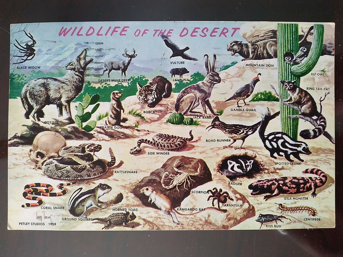 From The Desert Animals