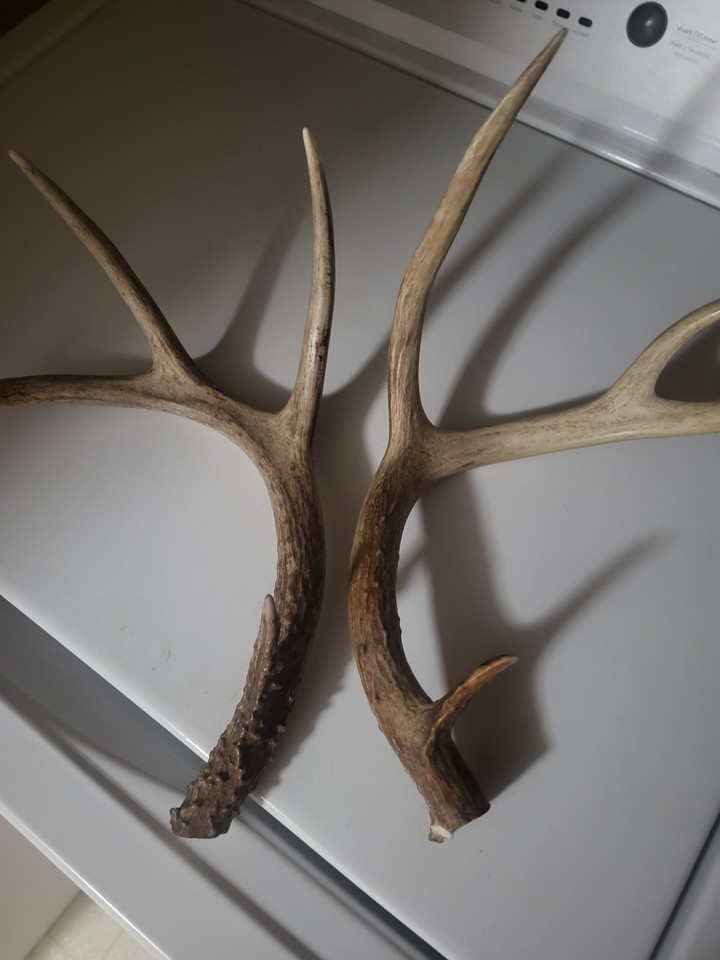 White Tail Deer Antlers 4 Pointer | eBay