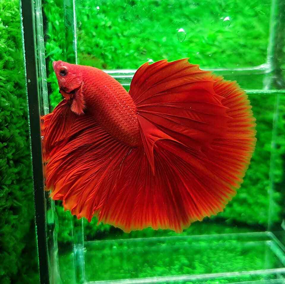 Live Betta Fish - High Quality Grade A++ HM Super Red Chili | eBay