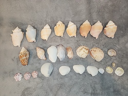 Vintage Assorted Mix of Sea Shells & Snails. 1 Pound Conchitas Y ...