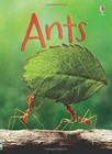 Ants (Beginners) - Hardcover By Lucy Bowman - GOOD | eBay