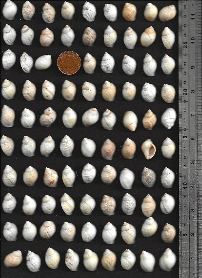 89 UK NORTH SEA Scottish DOG WHELK sea shells 230g Ocean Art beach ...