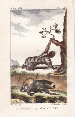 Zweifingerfaultier Choloepus Animali Incisione In Rame Buffon | eBay