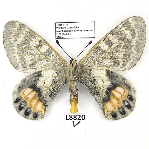 Parnassius autocrator, female, B, Tajikistan | eBay