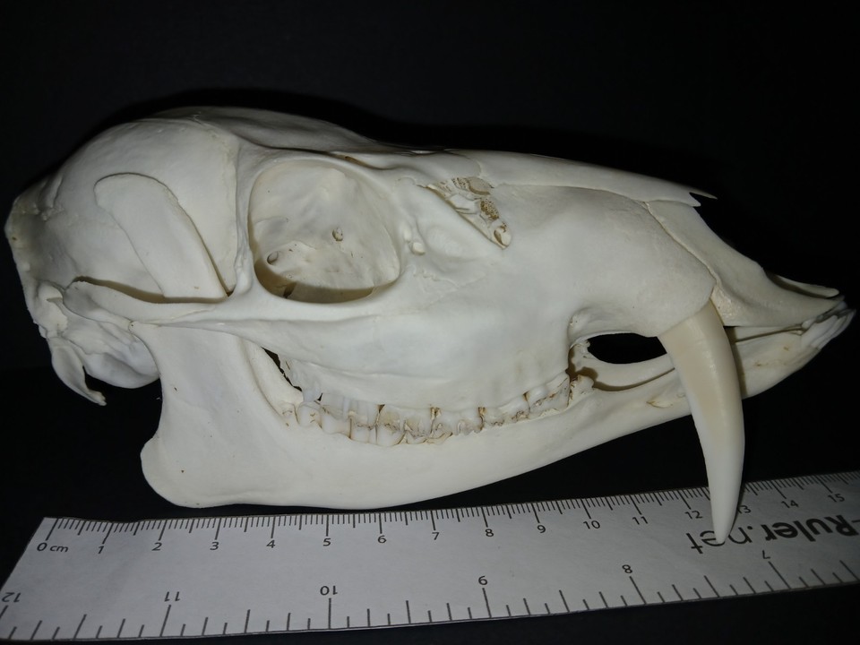 Genuine English feral water deer male (Capreolus caprelus) real skull ...