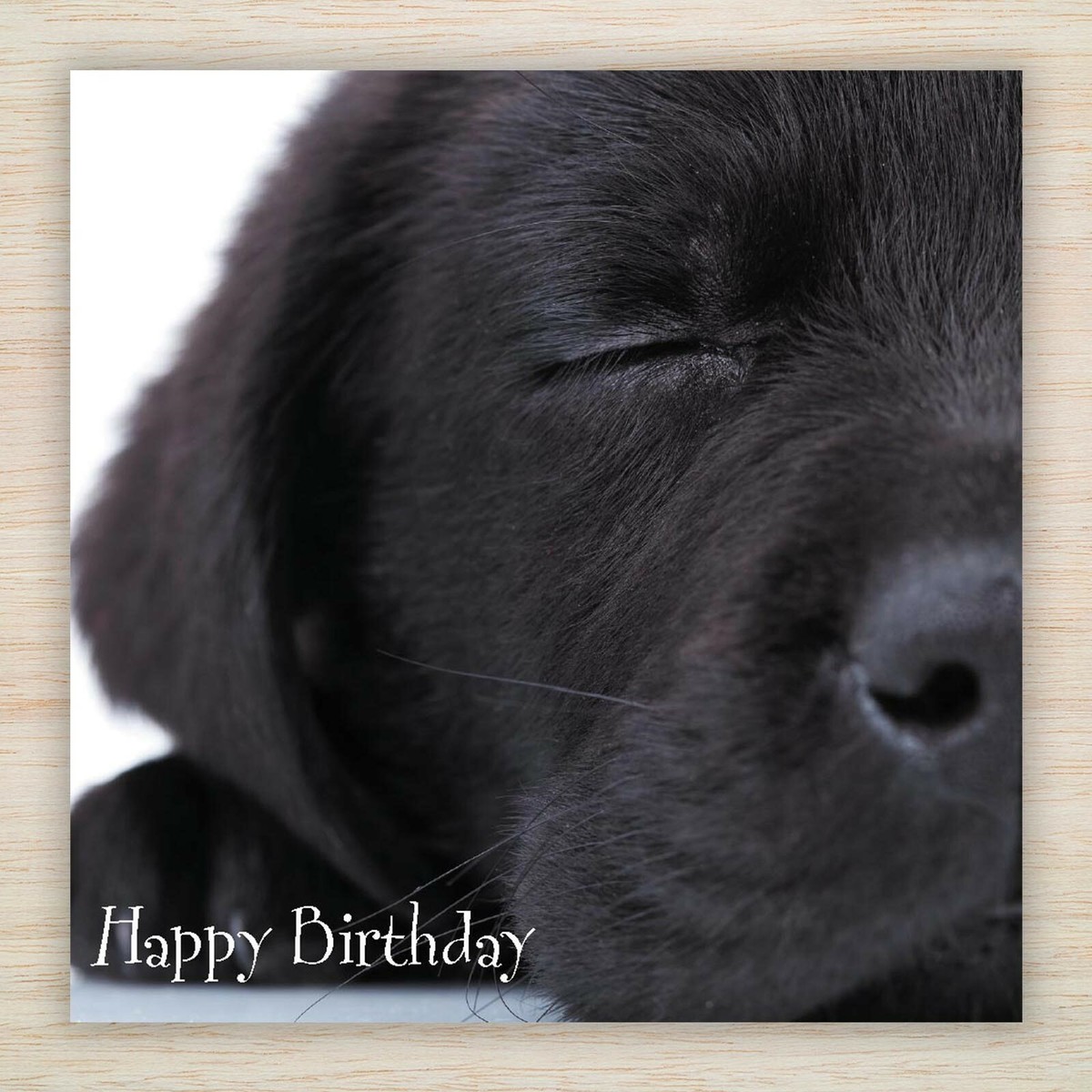 Happy Birthday Black Lab Puppy Alexander Labrador Defetive Retriever