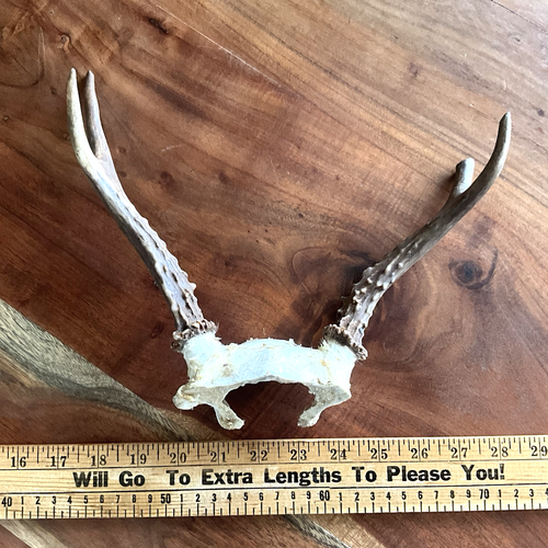 Wild 2 Point Deer Antler Rack Horn Partial Skull Plate Decor | eBay