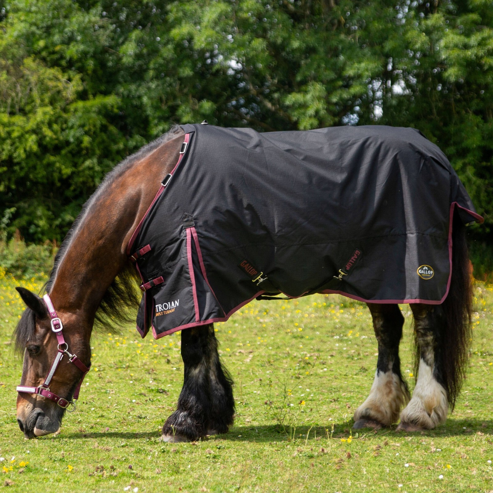 Gallop TROJAN Dual Turnout Horse Rug Detachable Neck 0g, 50g, 100g ...