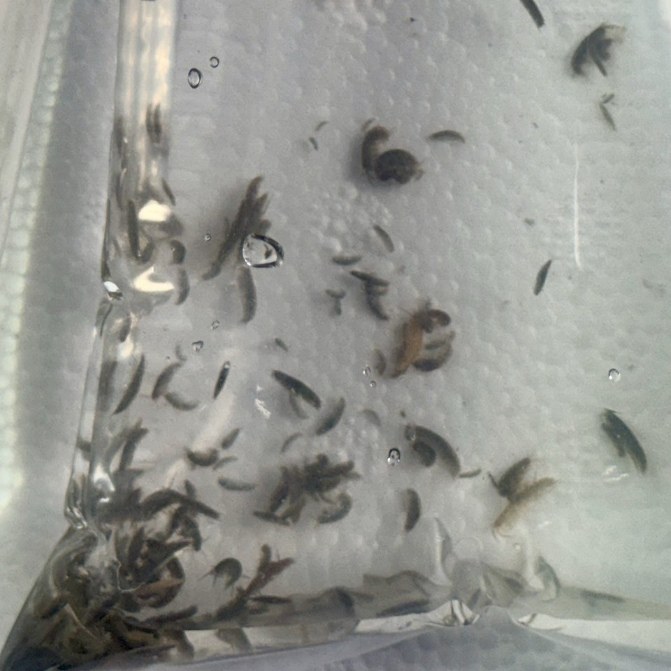 1 PORTION OVER 100+ PODS AMPHIPODS COPEPODS SALTWATER REEF SAFE LIVE ...