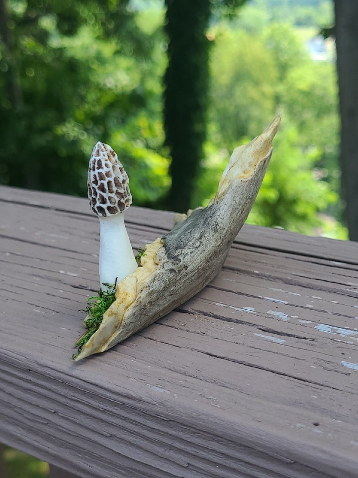 Hand carved Deer Antler Morel Mushroom / Rotting log Shed Carving Folk ...