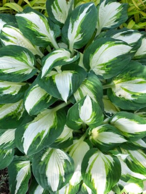Hosta Vulcan Plant | eBay