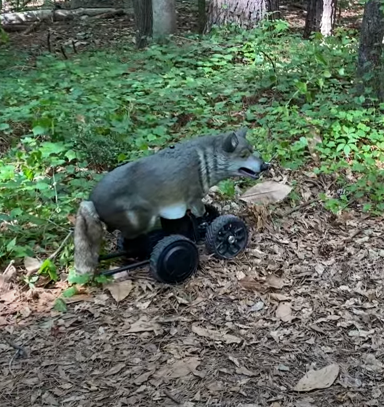 Custom-Made Remote Control Coyote Hunting Decoy - Silent, High Ground ...
