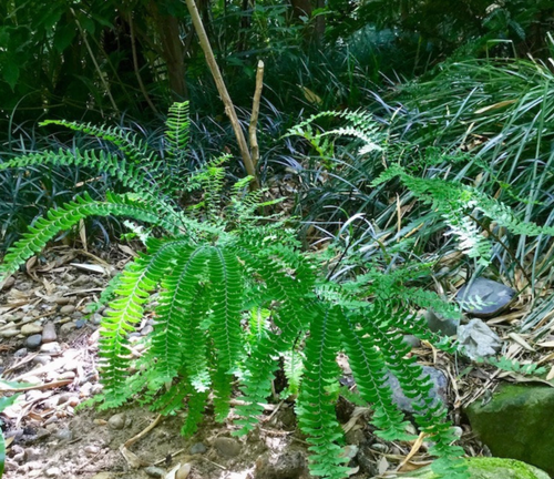 Adiantum pedatum| Hardy maidenhair Fern | Plug plant | eBay UK