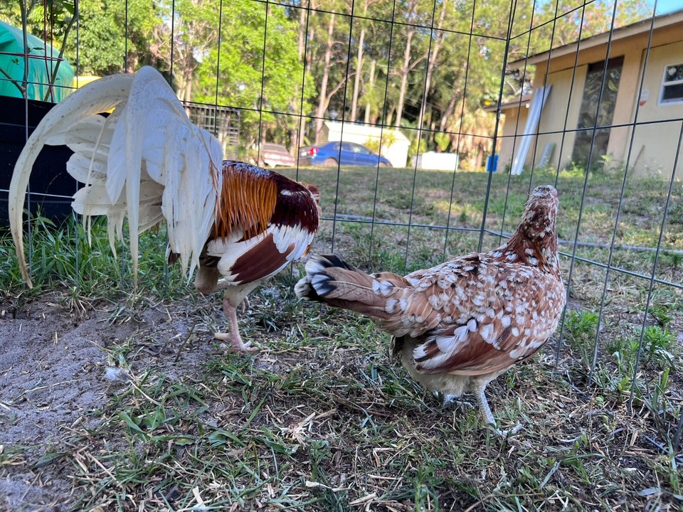 10 Tracy Pyle / Bates Spangled Hatch Poultry Chicken Gamefowl Hatching ...