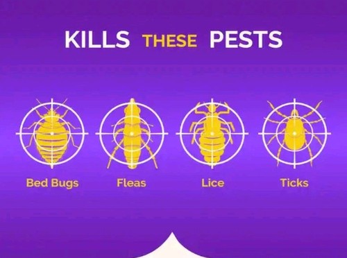 Bed Bug Killer Aerosol Insect Fogger Hot Shot Flea Spray Trap 3 count ...