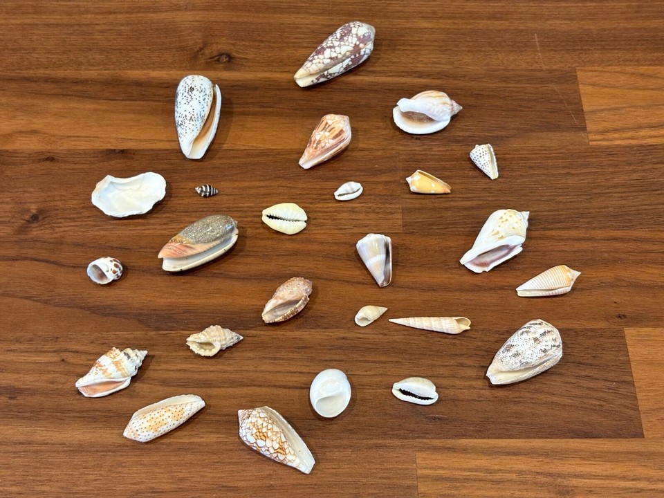 VTG Seashell LOT OF 25 Mixed Lot Med Small & Extra Small Seashells | eBay