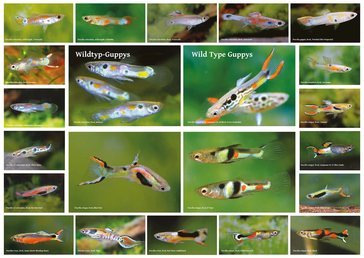 Guppy Fish Posters