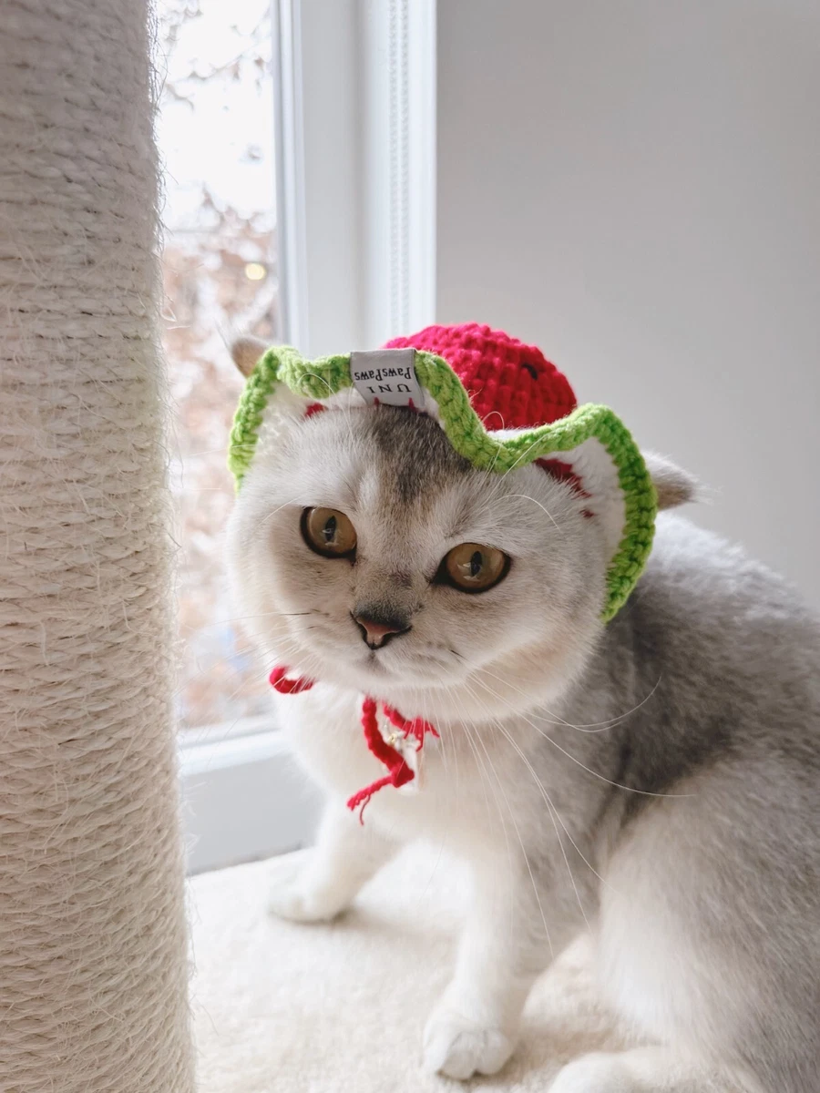 Watermelon Hat Cat