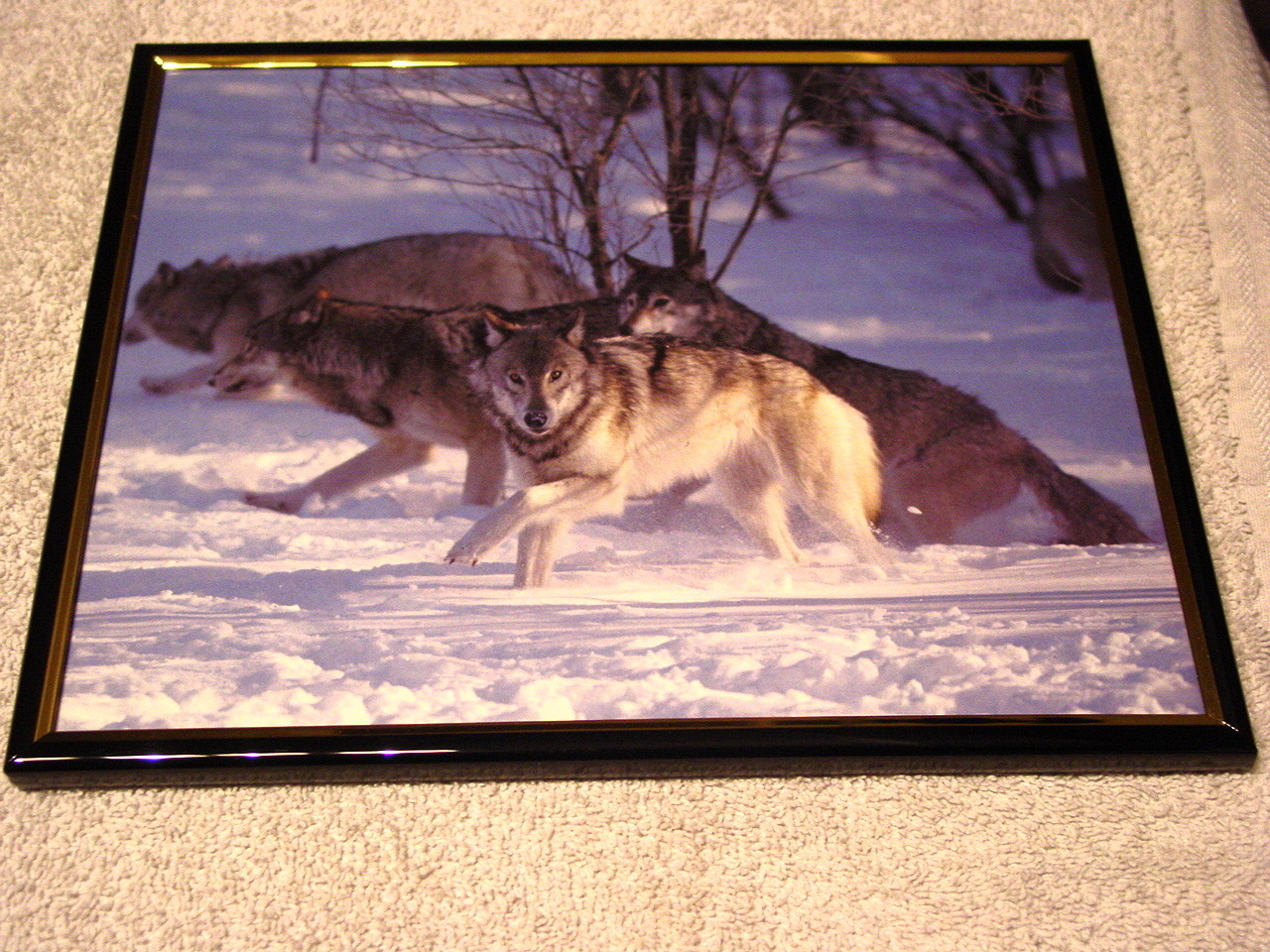 WOLVES WOLF 8X10 FRAMED PICTURE PRINT #5 | eBay