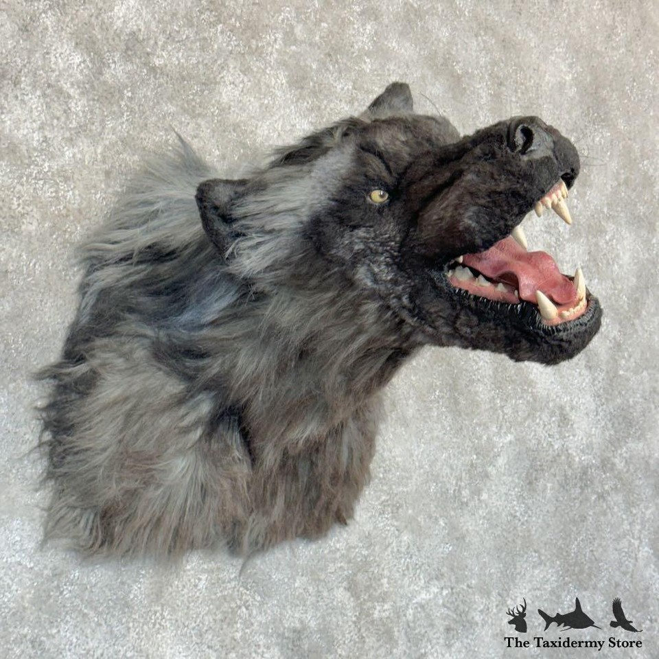 #29164 E | Reproduction Werewolf Taxidermy Shoulder Mount For Sale | eBay