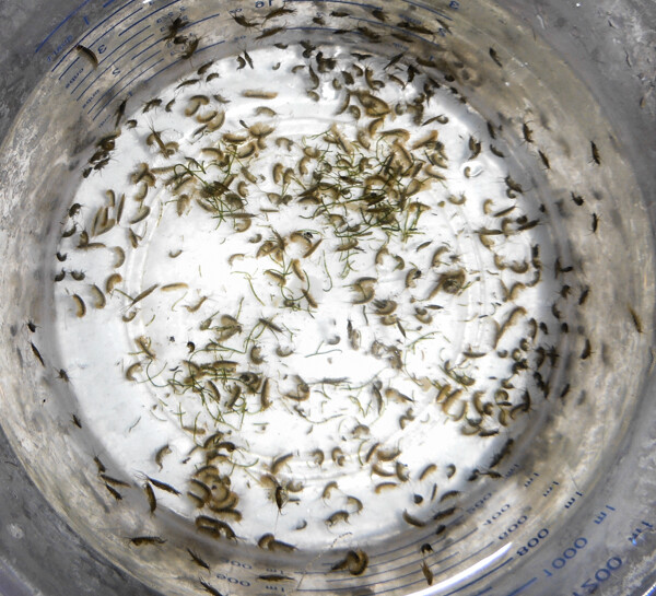 400 Amphipods Aquacultured Saltwater Amphipods by RUSALTY Live Fish ...