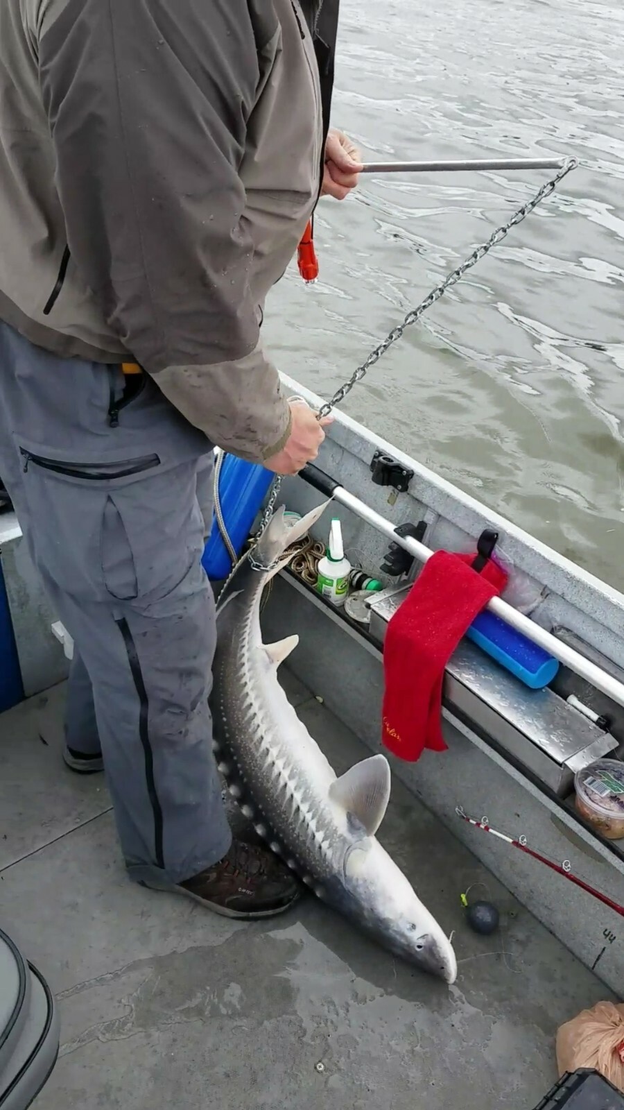 Fish Tailer - Used to secure a large fish caught on rod and reel by the ...