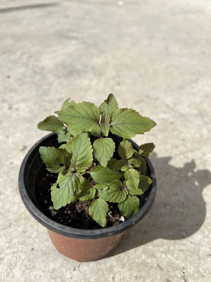 Shiso Plant With Pot Perilla Starter Plant Green Purple Beefsteak Plant ...