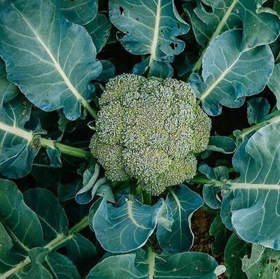 BROCCOLI Atomic Performax F1 20 seeds HYBRID vegetable garden AUTUMN ...