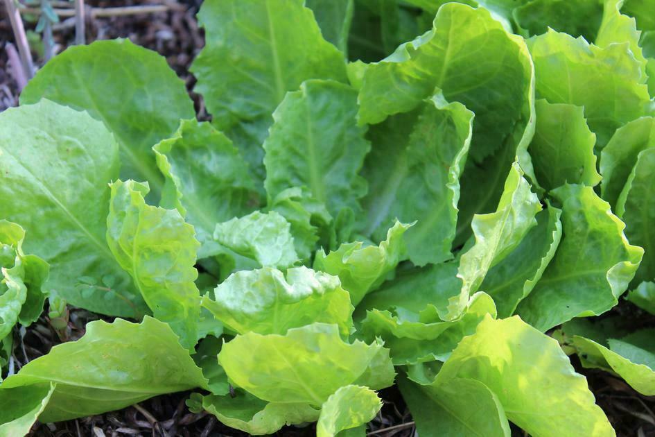 Escarole Plant