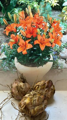 6 ORANGE PIXIE DWARF ASIATIC LILY BULBS IDEAL FOR PATIO & POTS GARDEN ...