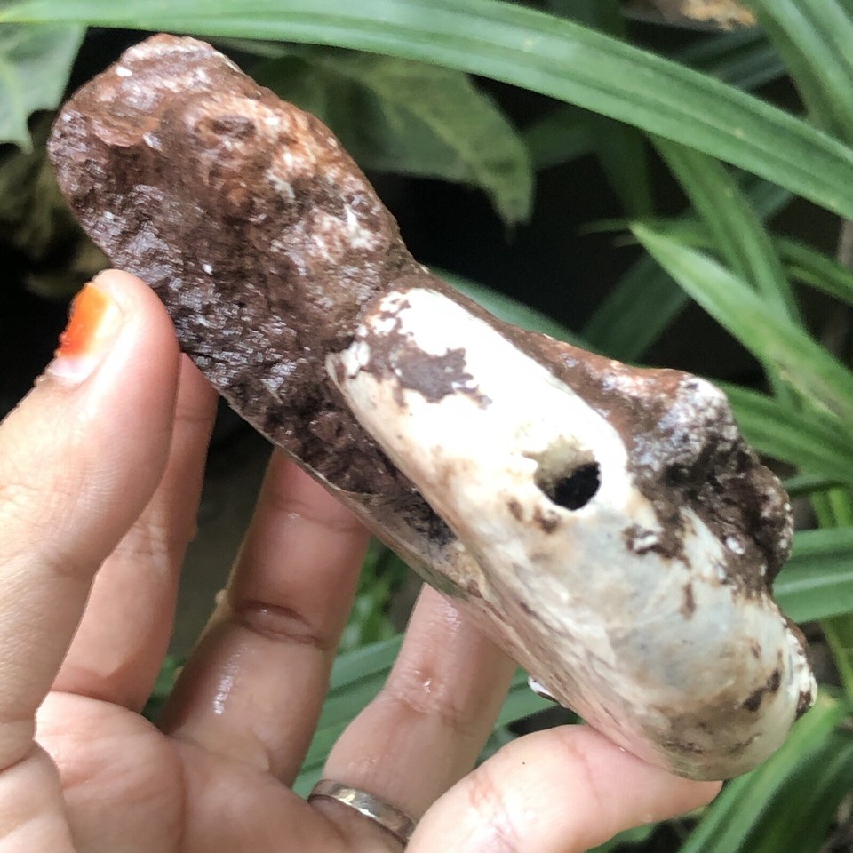 265GR EXTREME BIG WHOLE ROUGH PERMIAN THIN AMMONITE SOLID FOSSIL ...