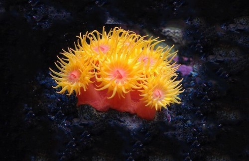 Sun Coral Frag Live Saltwater Aquarium Fish Coral Live Rock Marine | eBay